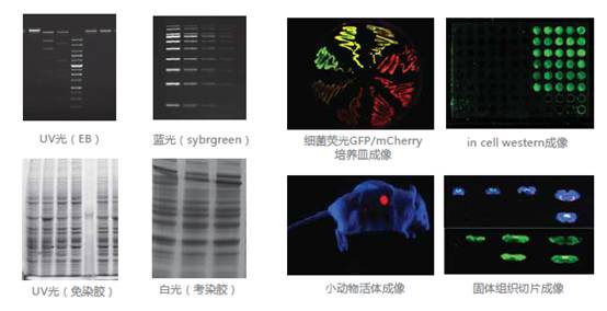 Azure C600多功能分子成像系统 - 生物通
