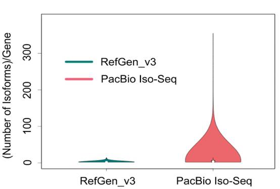 PacBio单分子测序技术揭示玉米转录组复杂性 - 生物通