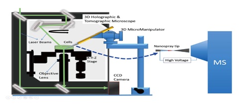 实时无标记3D全息成像量化分析技术与质谱分析整合 - 生物通