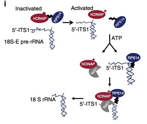 北京大学揭示18S rRNA 剪切与肿瘤生长的分子机制 - 生物通