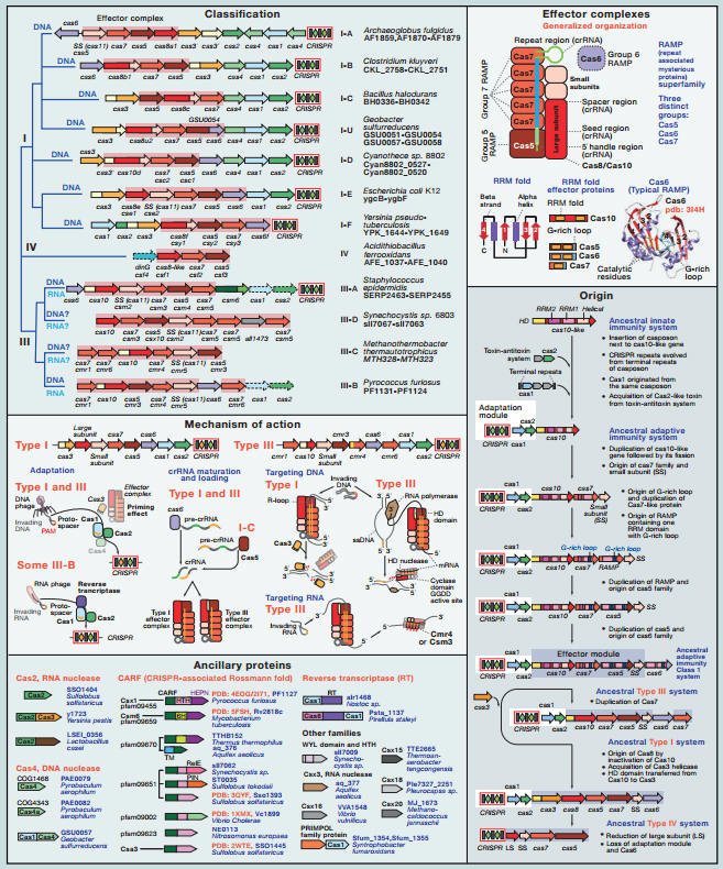 张锋等人Cell文章：一张图详解第一类CRISPR-Cas系统 - 生物通