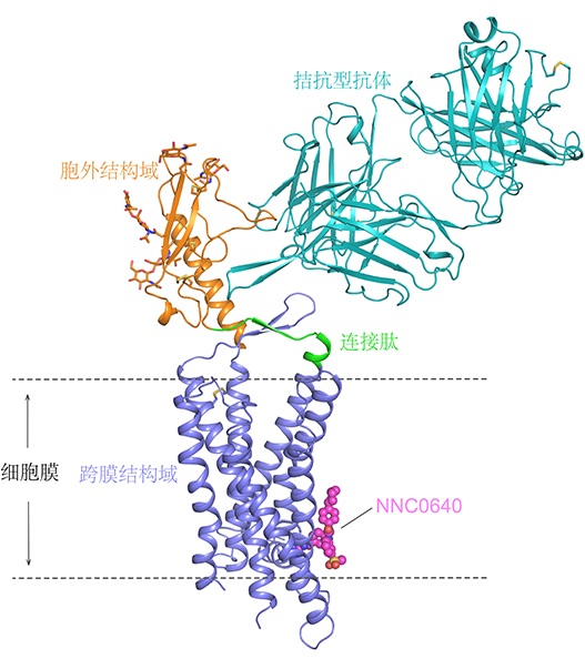 我国学者第一单位连发两篇《Nature》，报道II型糖尿病治疗新突破 - 生物通