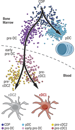突破限制，集成高维技术发现DC细胞新亚型 - 生物通