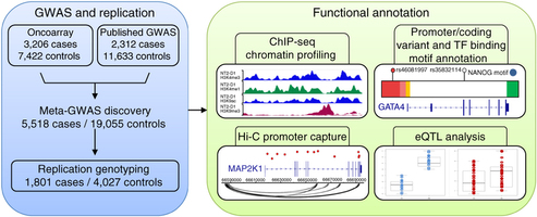 Nature Genetics同期两篇文章：GWAS和Hi-C技术解密全新癌症相关基因 - 生物通