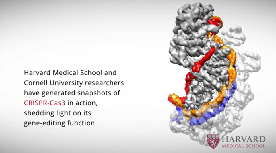 华人研究组Cell发布CRISPR研究新突破：I型CRISPR复合体作用机制 - 生物通