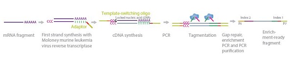 单细胞RNA测序技术回顾（一）：Smart-seq - 生物通
