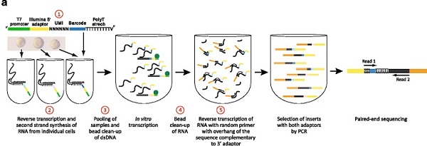 单细胞RNA测序技术回顾（二）：CEL-Seq - 生物通