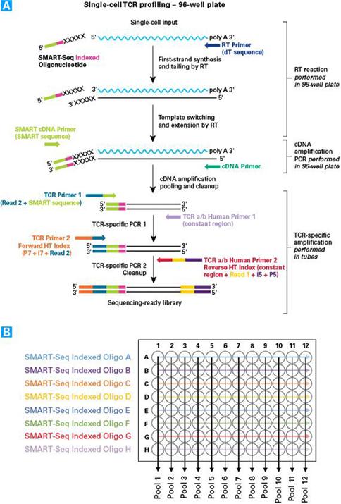 单细胞水平的TCR分析：SMARTer Human scTCR a/b Profling Kit - 生物通