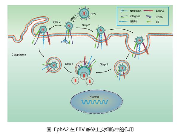 Nature Microbiology：EBV感染机制的关键受体 - 生物通