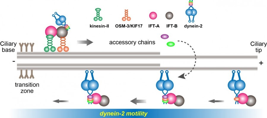 Cell子刊：dynein-2的运动和调控新机制 - 生物通