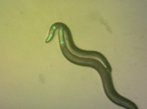 为了繁衍后代，线虫扔了7000多个基因 - 生物通