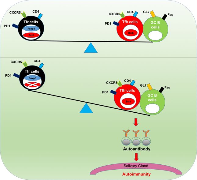 Tfh细胞是什么？新论文发现它对自身免疫病调控的作用新机制 - 生物通