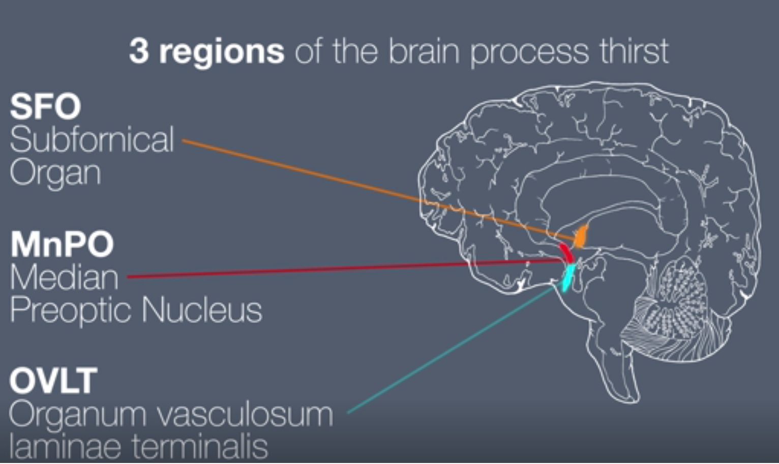 大脑如何调节“口渴”？ - 生物通