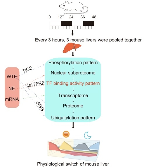 丁琛，贺福初等Nature子刊发文：catTFRE技术解析肝脏昼夜节律调控机制 - 生物通