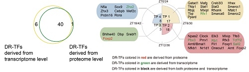 丁琛，贺福初等Nature子刊发文：catTFRE技术解析肝脏昼夜节律调控机制 - 生物通