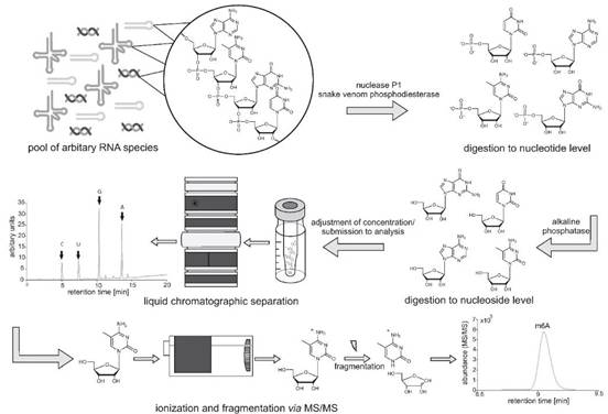 m6A甲基化检测方法及优劣势盘点 - 生物通
