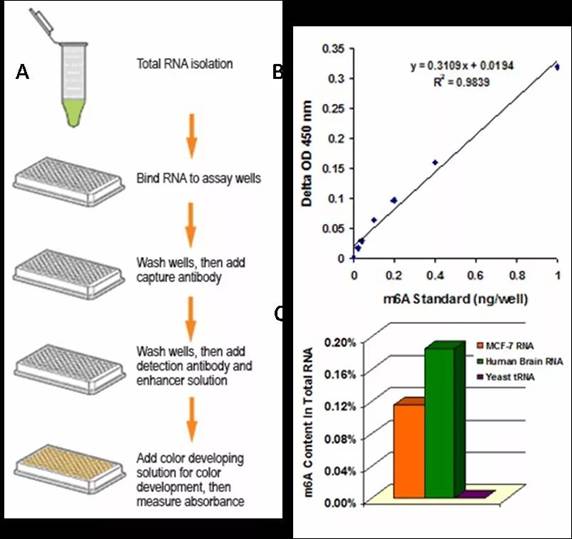 m6A甲基化检测方法及优劣势盘点 - 生物通