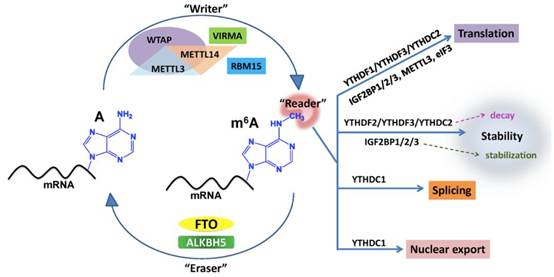 辛辛那提大学陈建军教授最新综述：肿瘤m6A研究成果与展望【推荐深读】 - 生物通