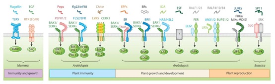 周俭民研究员应邀《植物生物学年鉴》发表综述 介绍植物细胞质类受体激酶 - 生物通