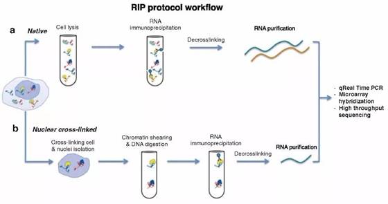 RNA甲基化m6A后期验证工具（二） - 生物通