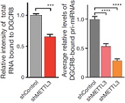 Nature：m6A调控miRNA初级体识别加工 | 案例解析 - 生物通