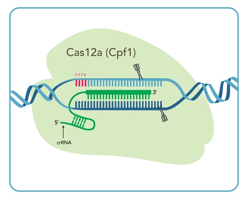 怎样的神操作 60分钟进行CRISPR 基因编辑[新品推荐] - 生物通