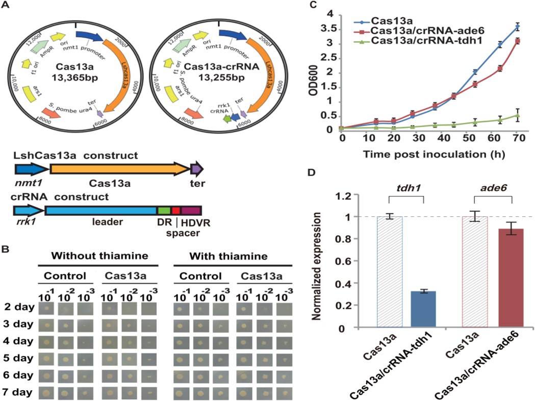 CRISPR-Cas13a介导的精确定点RNA编辑的人工机器 - 生物通