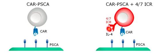 CAR-T疗效关键点：CAR-T细胞杀伤活力评估方法——升级篇 - 生物通