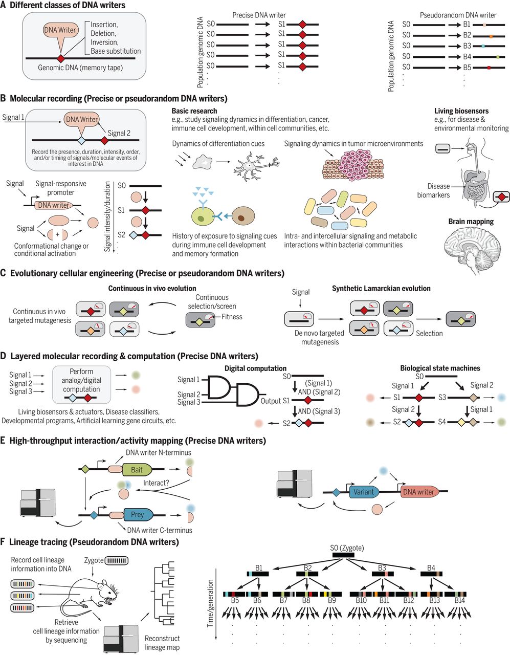 Science综述：DNA读写和分子记录仪的新兴应用（一） - 生物通