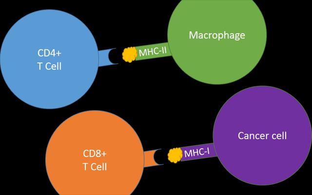 Cell:免疫玩家助力癌症免疫疗法 - 生物通