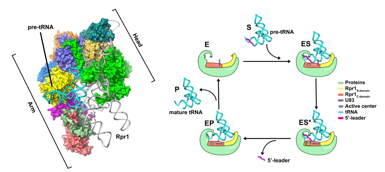 上海交大学者最新Science发文： 真核生物RNase P催化底物tRNA前体切割成熟的分子机制 - 生物通