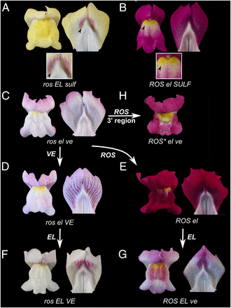 “花开同时不同色”——《PNAS》破解花色差异基因 - 生物通