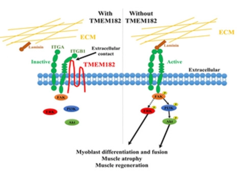 华南农业大学团队发现对肉鸡育种很关键的基因 - 生物通